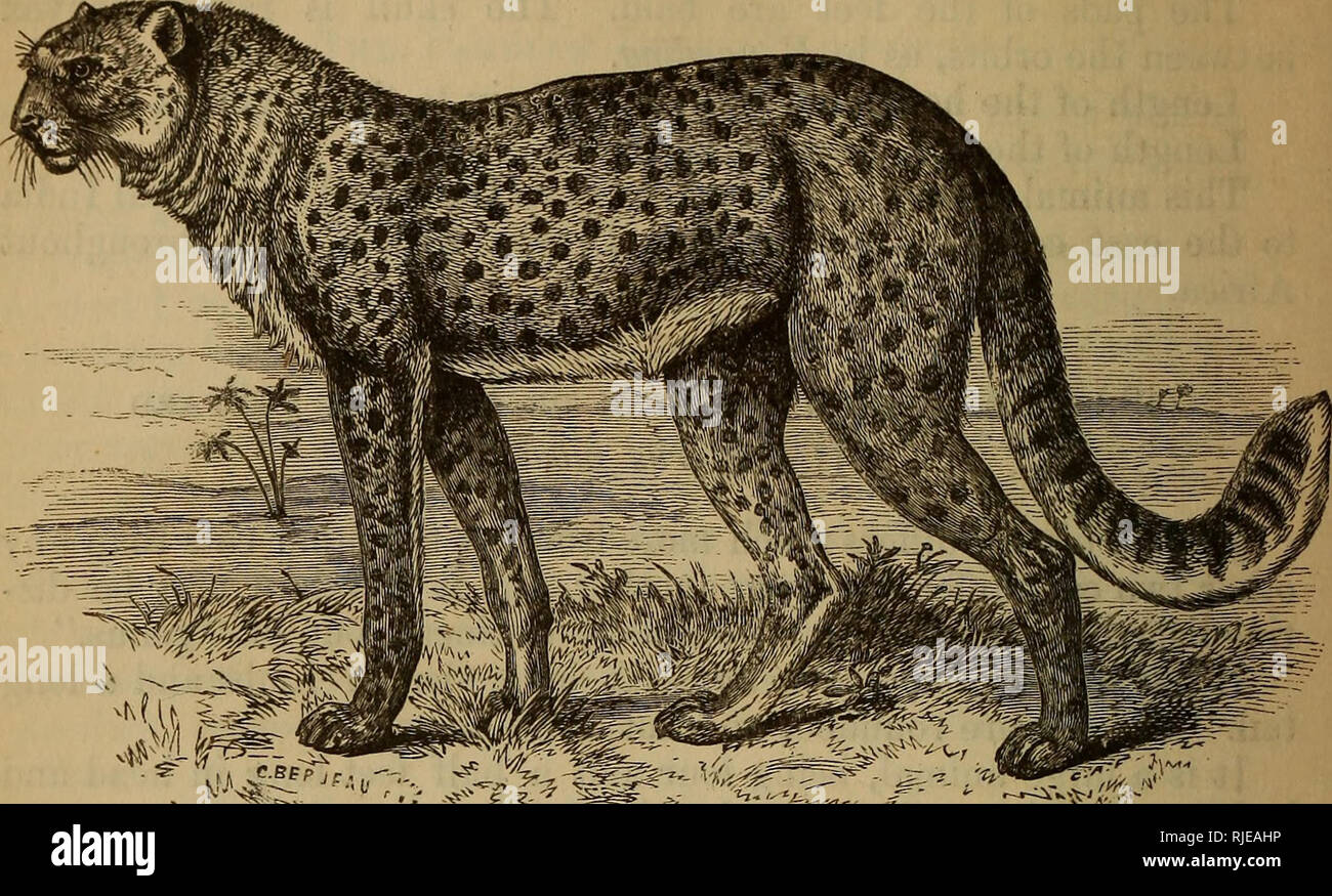 Cheetah anatomy hi-res stock photography and images - Alamy