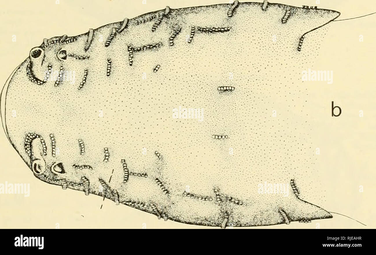 . Cave vertebrates of America; a study in degenerative evolution. Cave ...