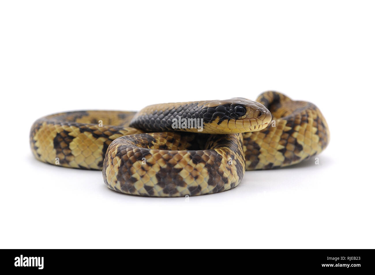 false water cobra snake isolated on white background Stock Photo - Alamy