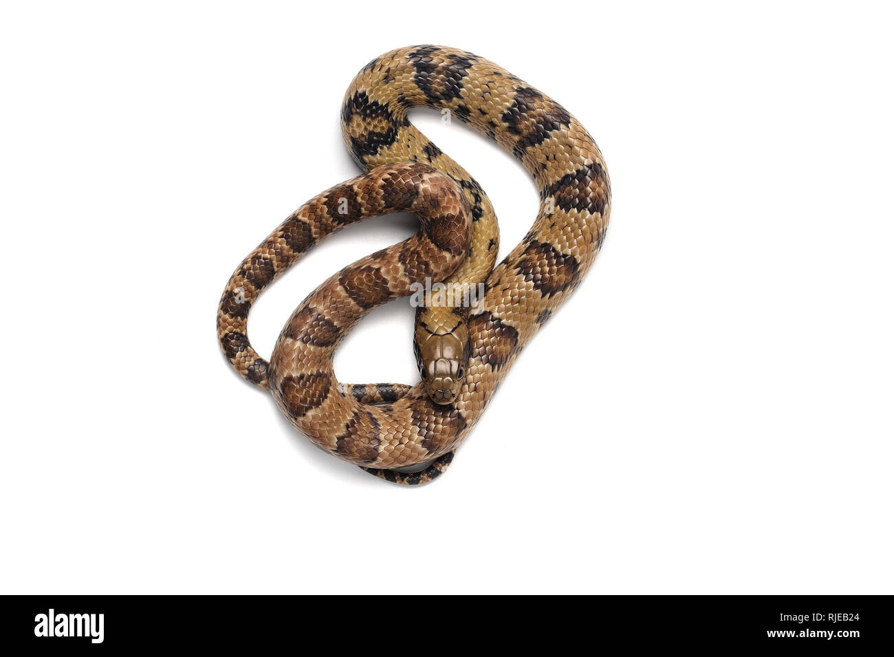 false water cobra snake isolated on white background Stock Photo - Alamy