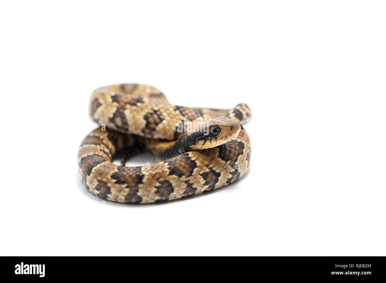 false water cobra snake isolated on white background Stock Photo - Alamy