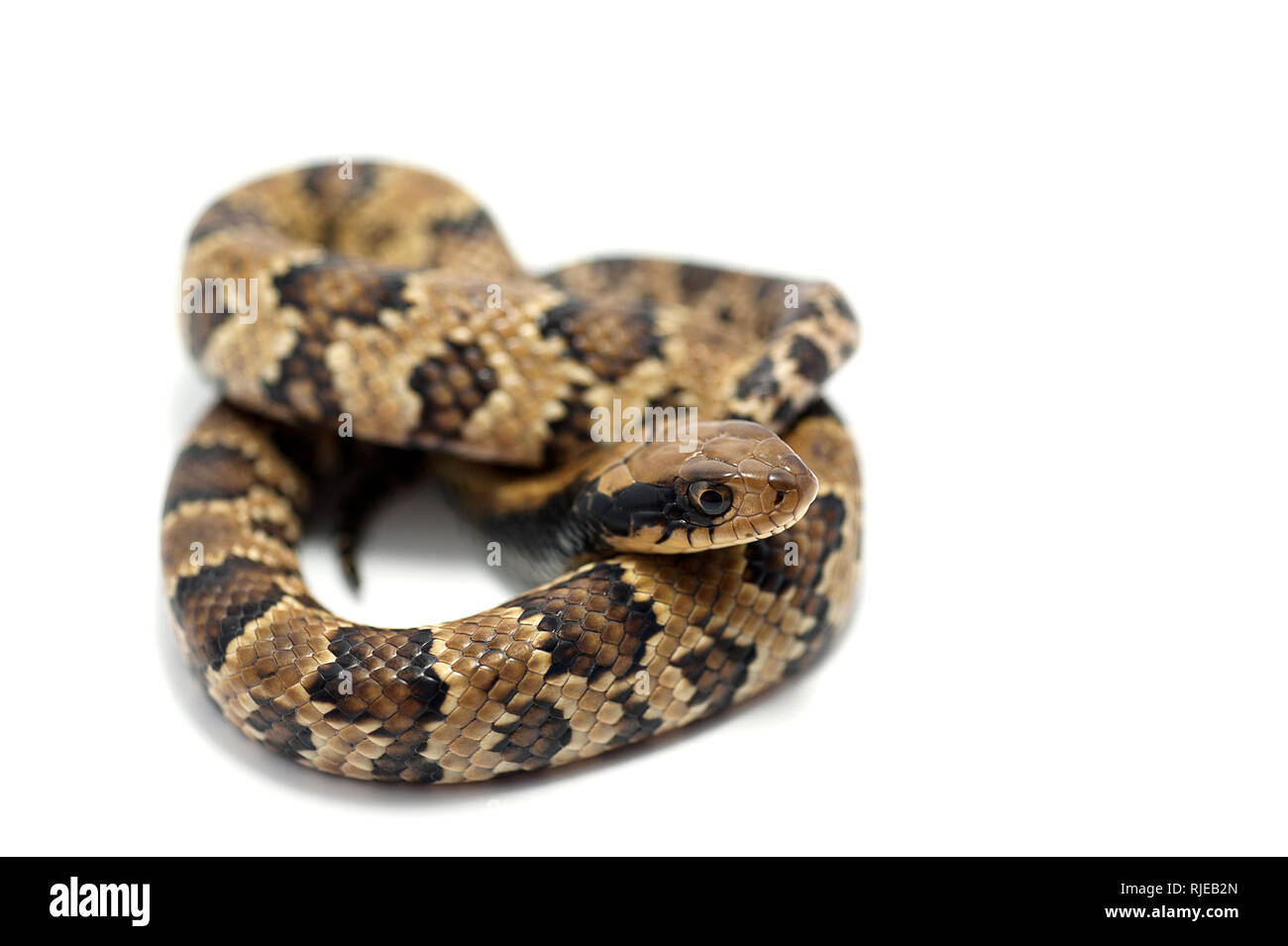 false water cobra snake isolated on white background Stock Photo - Alamy