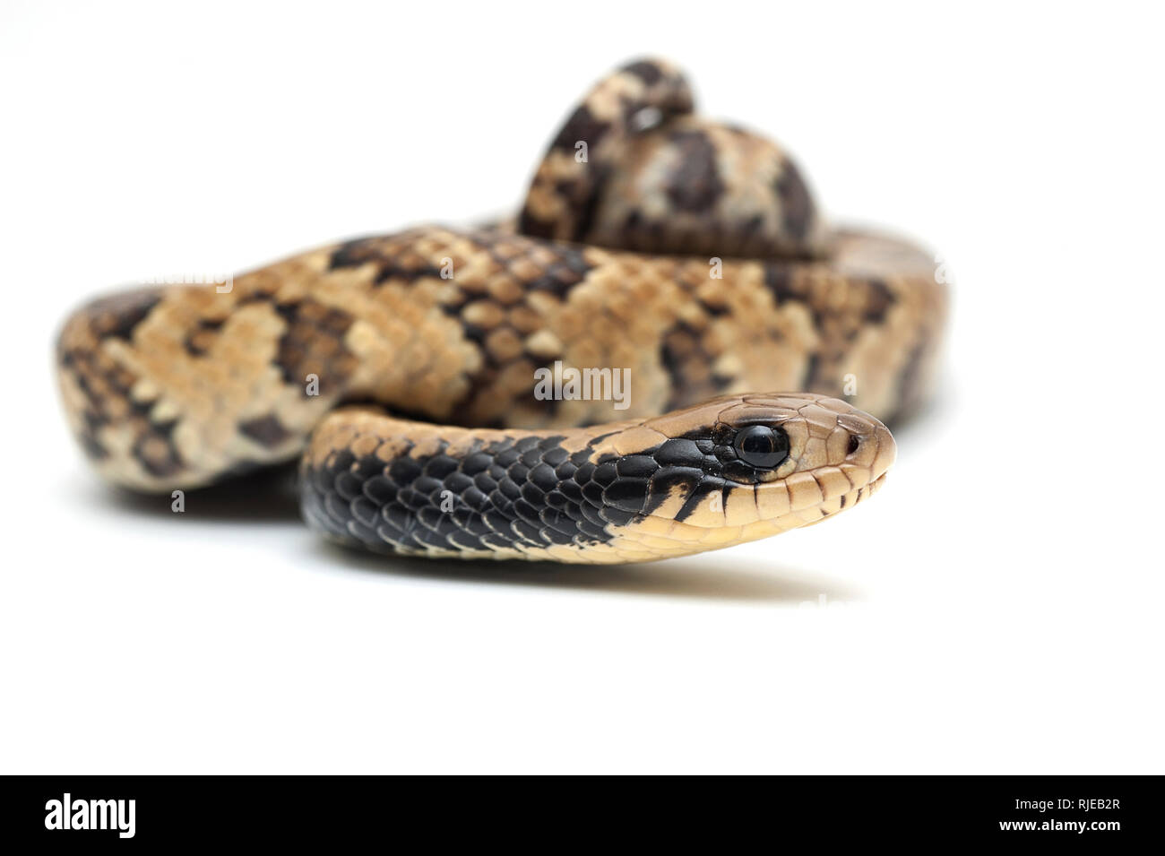 false water cobra snake isolated on white background Stock Photo - Alamy