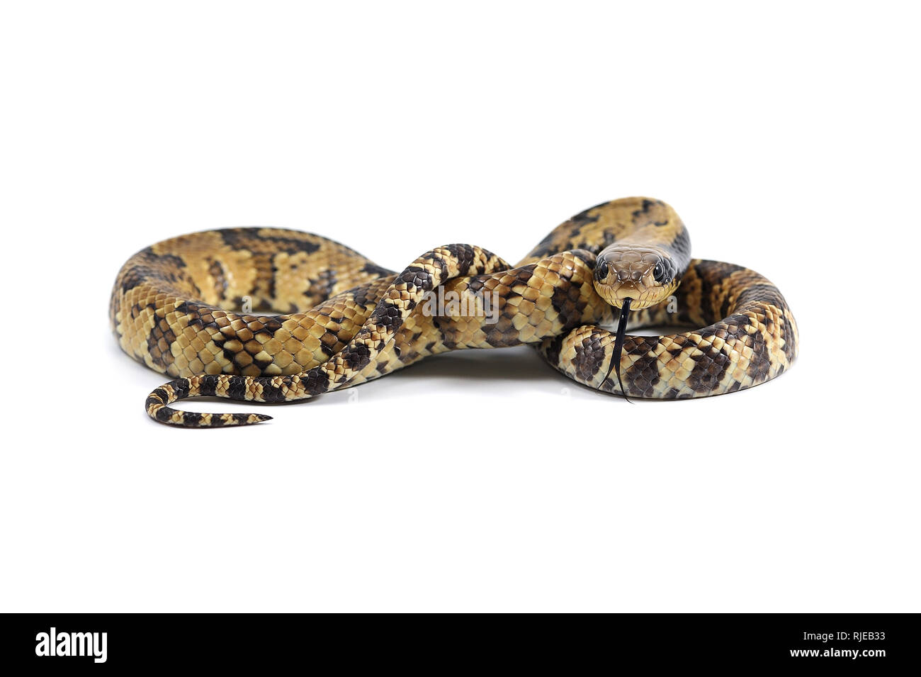 false water cobra snake isolated on white background Stock Photo - Alamy