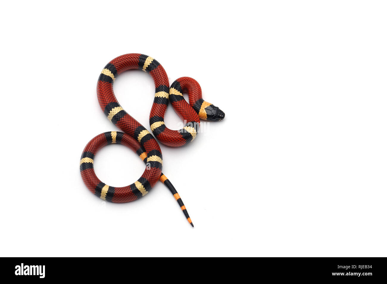Red white striped snake Cut Out Stock Images & Pictures - Alamy