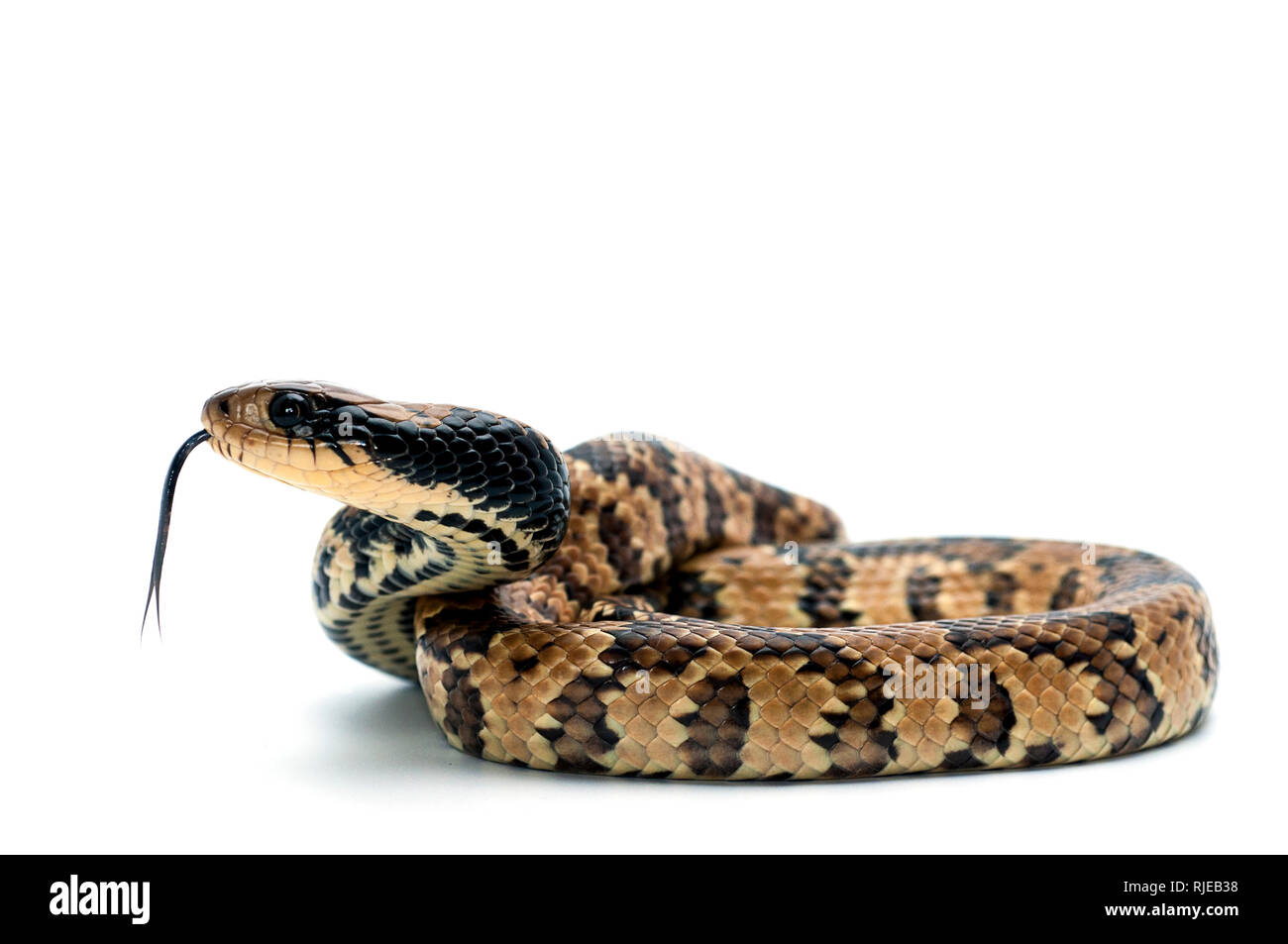 false water cobra snake isolated on white background Stock Photo - Alamy