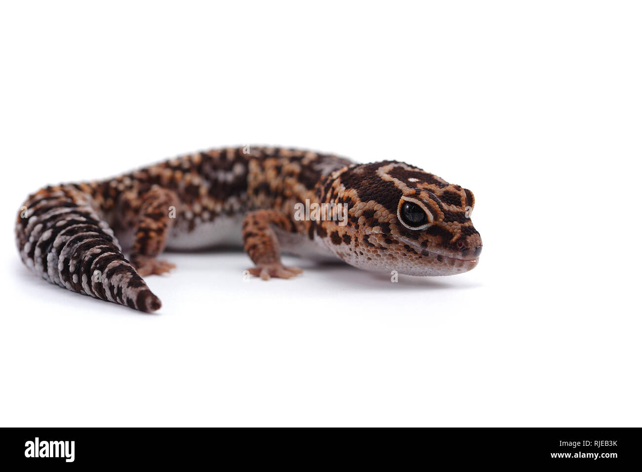african fat tail gecko isolated on white background Stock Photo - Alamy