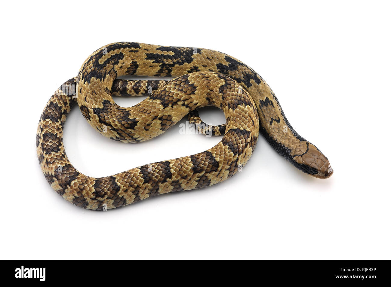 false water cobra snake isolated on white background Stock Photo - Alamy