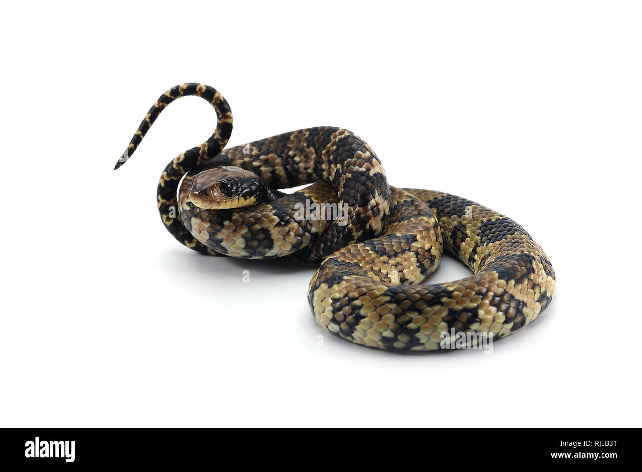 false water cobra snake isolated on white background Stock Photo - Alamy