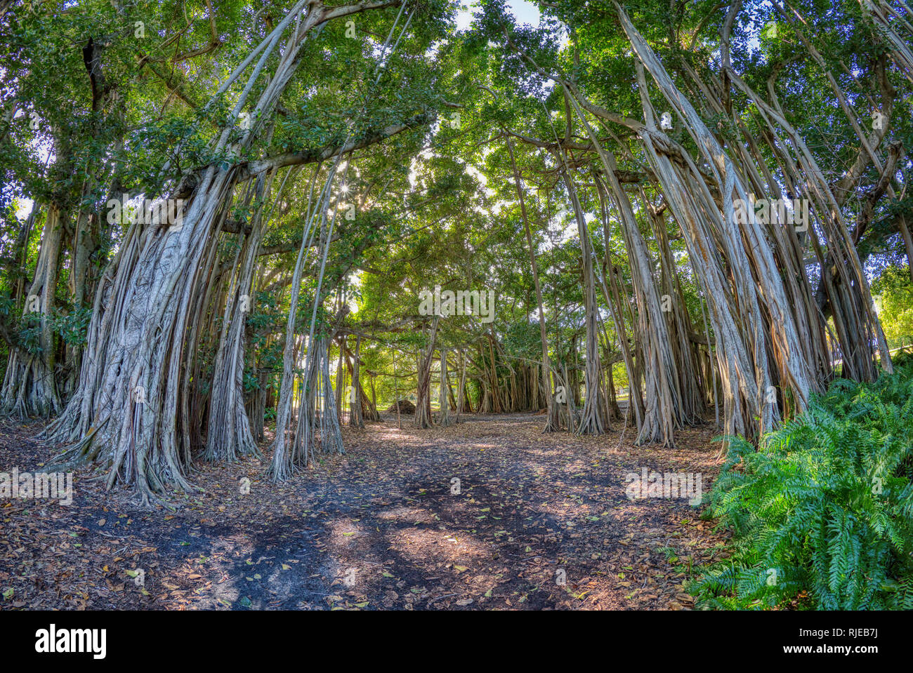Ficus trees hi-res stock photography and images - Alamy