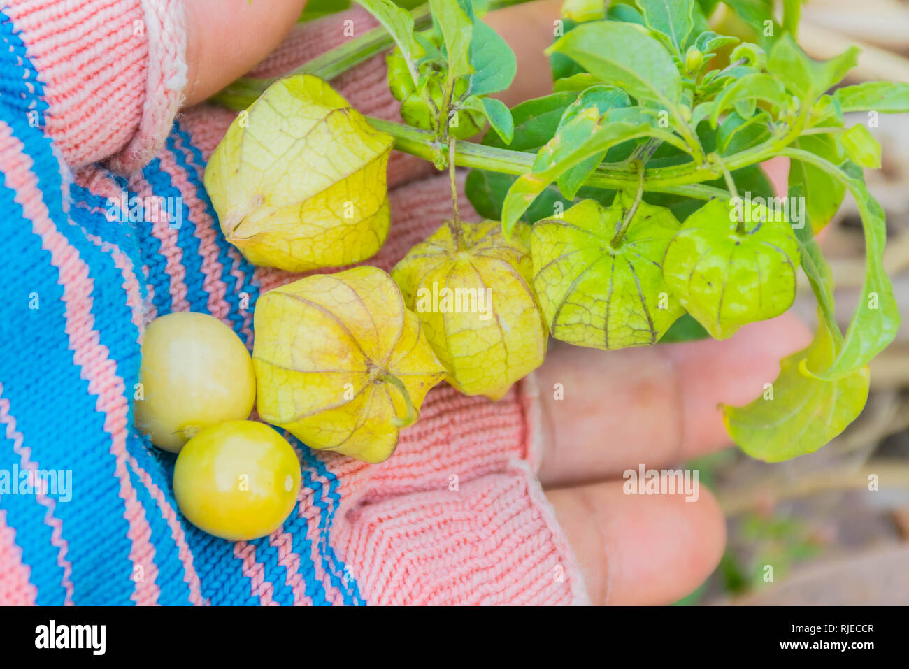 Local Cape Gooseberry,Ground cherries,Inca berry, Golden strawberry ...