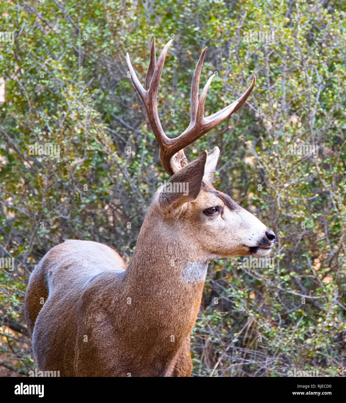 King gillette ranch hi-res stock photography and images - Alamy