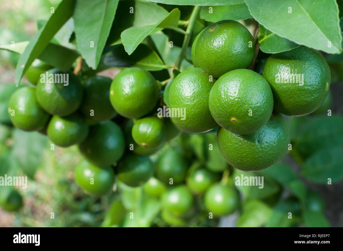 Citron green plant hi-res stock photography and images - Alamy