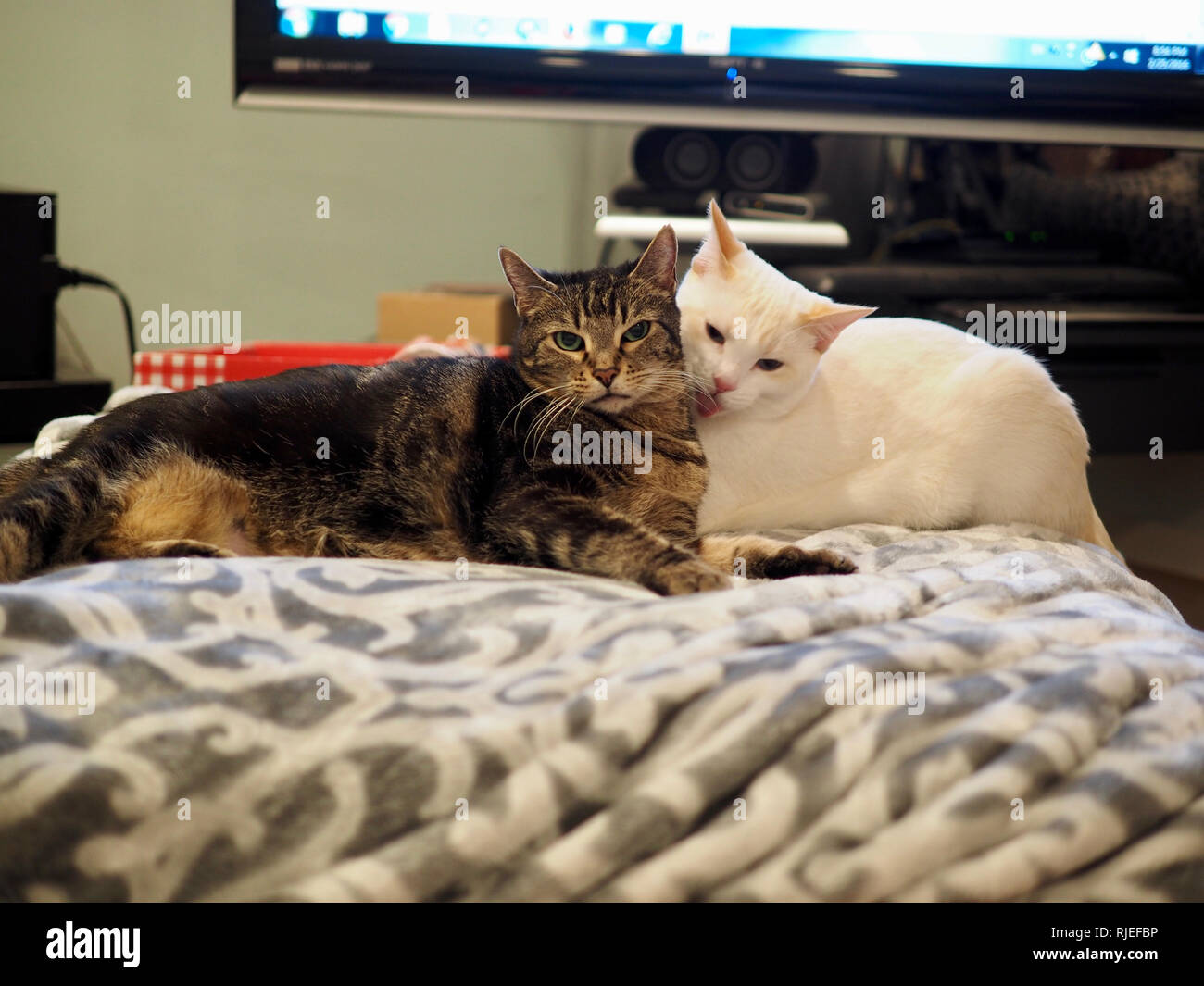 Baby cat with older sister Stock Photo - Alamy