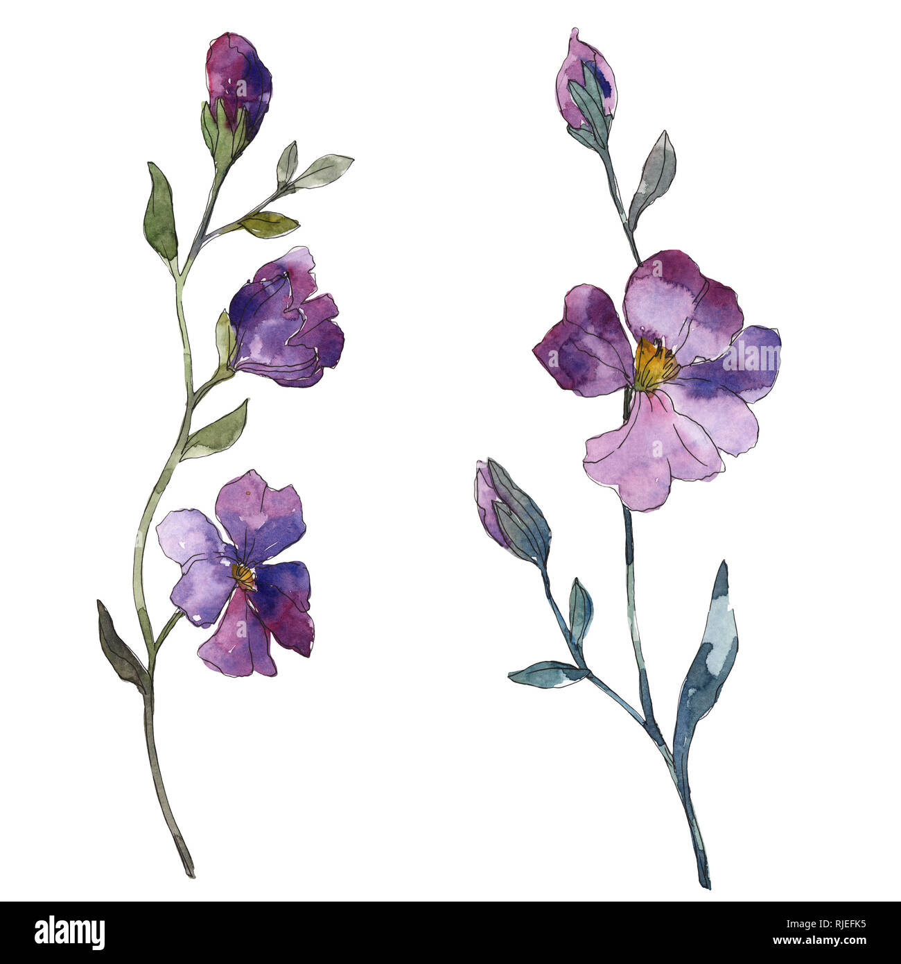 Violet Flower Tattoo Drawing