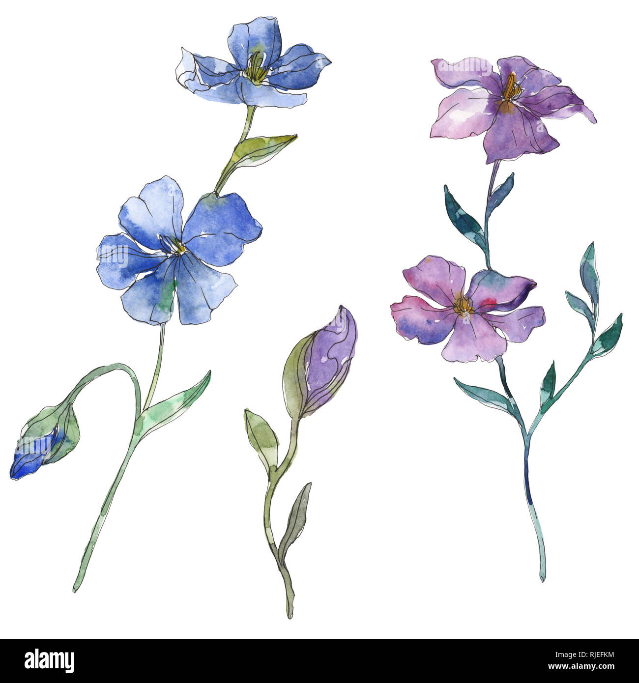 Flax Flower Drawing