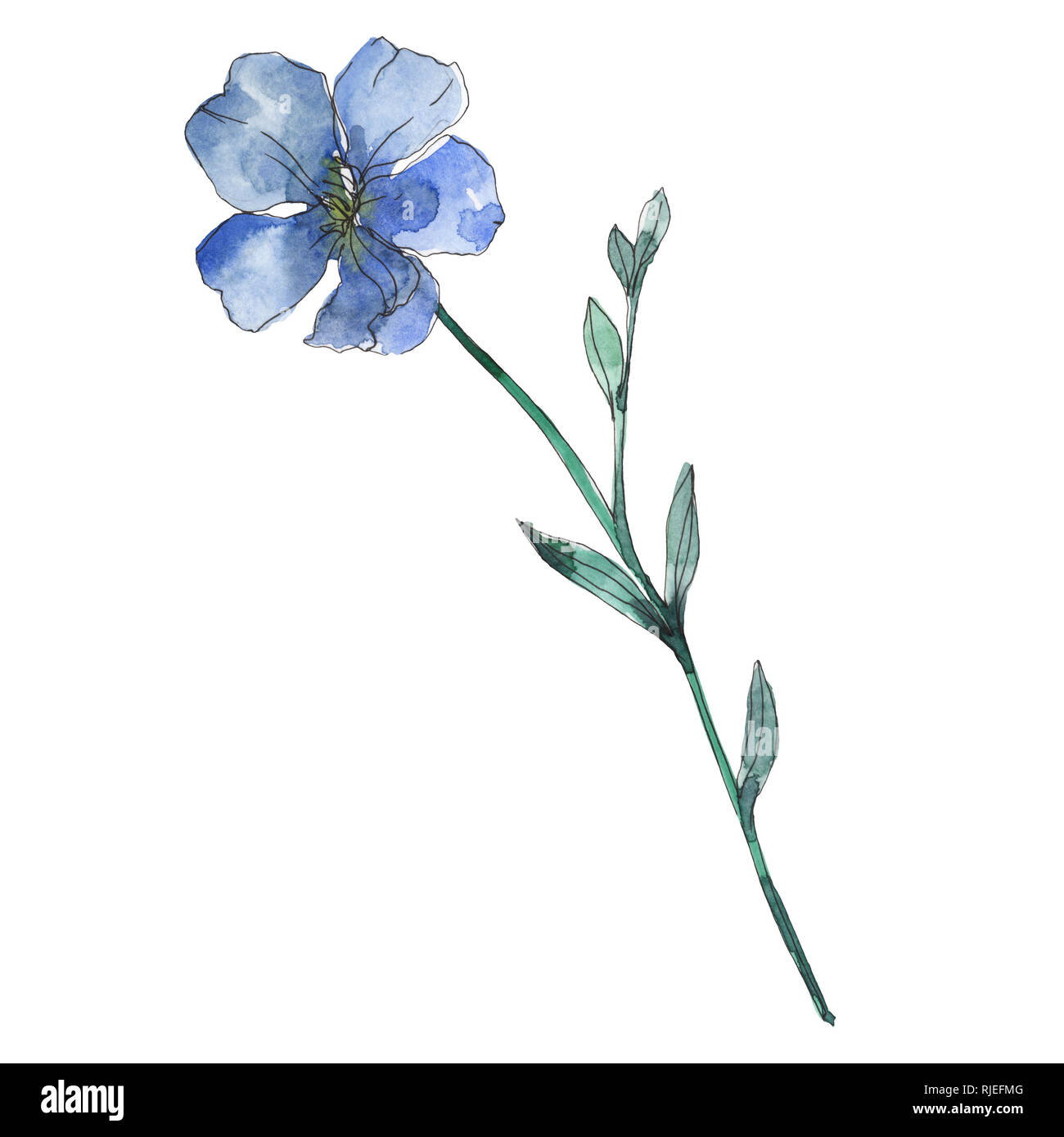 Flax Flower Drawing
