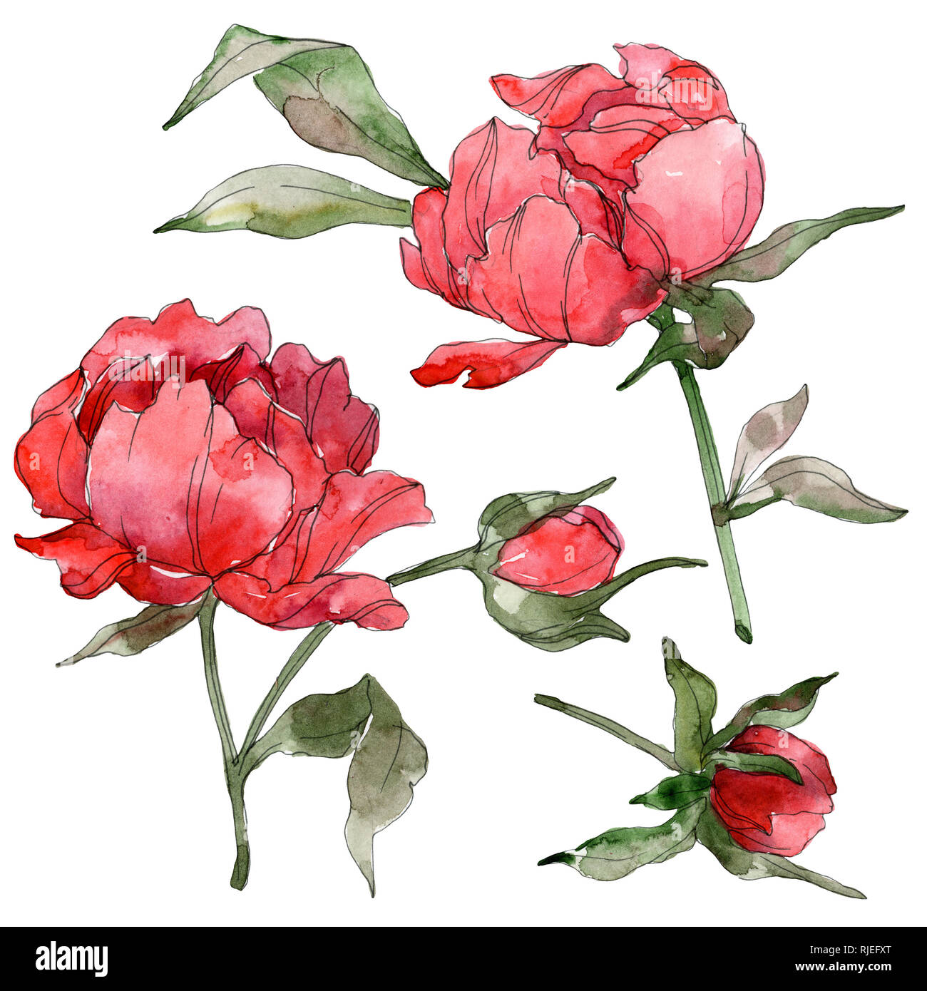 Peony Drawing