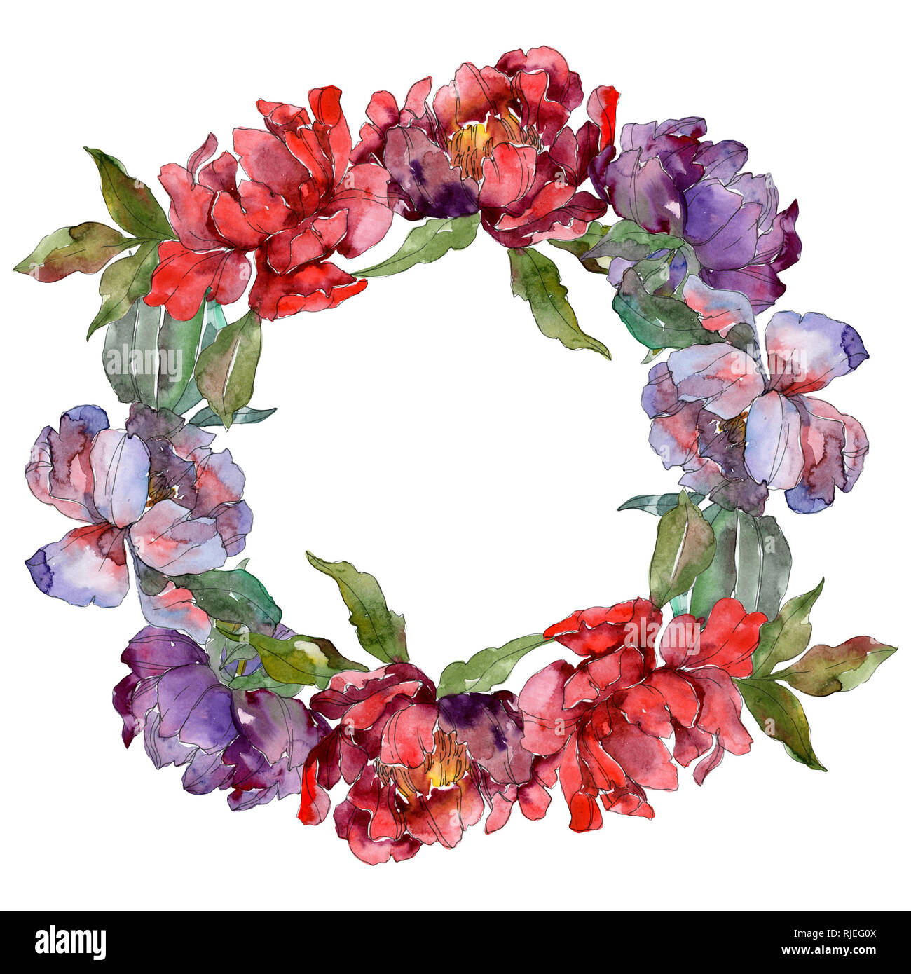 Botanical wildflower drawing Cut Out Stock Images & Pictures - Alamy