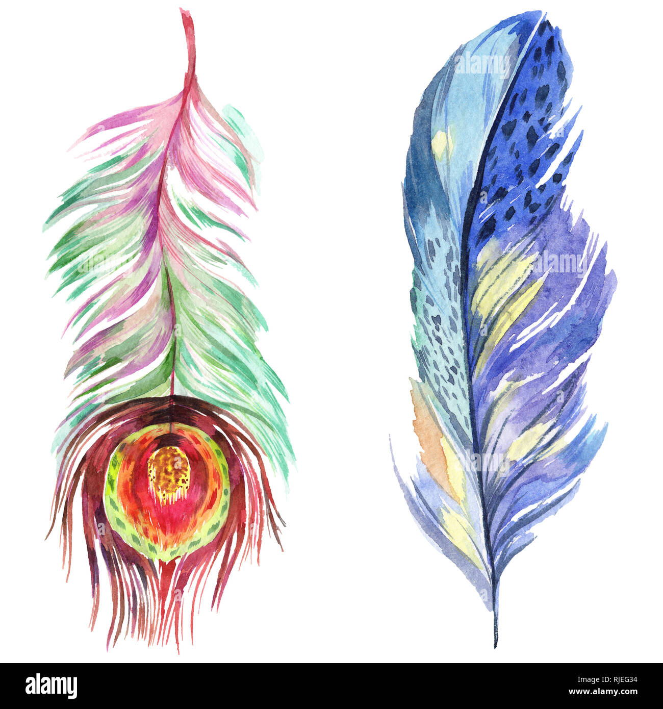 Feather Drawing Color Color Lost Bird Outer Element Feather Vintage