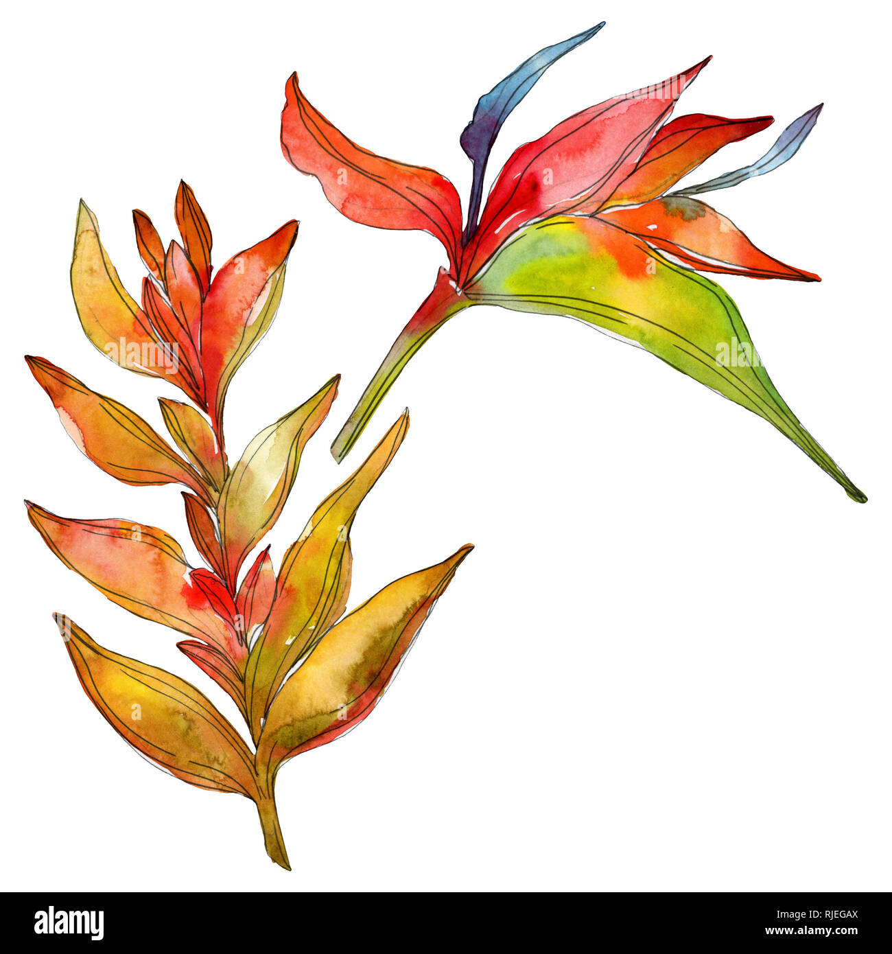 loral botanical flower. Wild spring leaf wildflower isolated ...