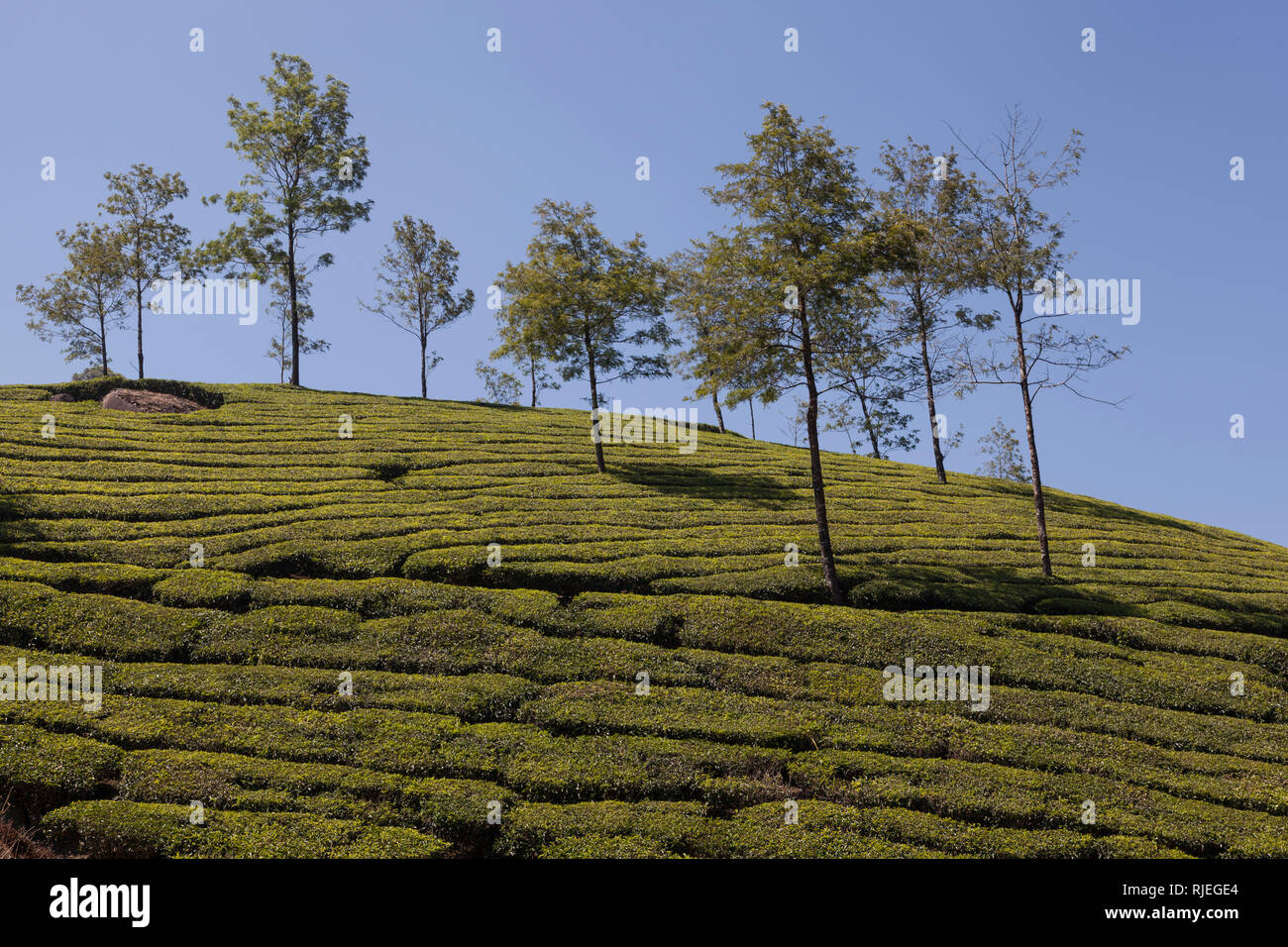 Indian tea plantation hi-res stock photography and images - Alamy
