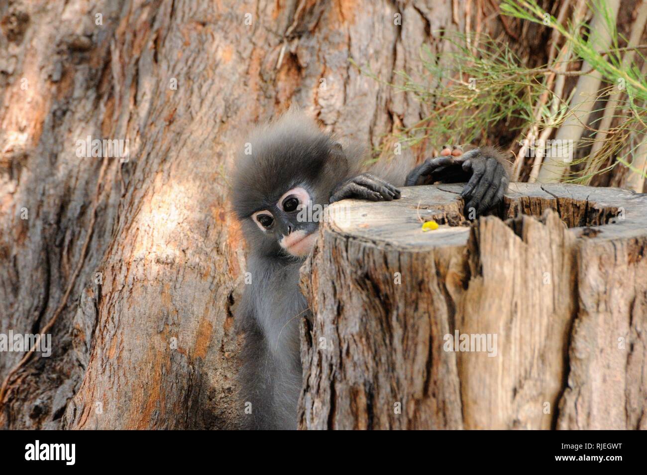 Wild dusky langur, dusky leaf monkey, spectacled langur, spectacled ...