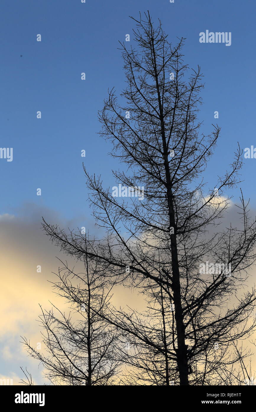Dead softwood forest tree hi-res stock photography and images - Alamy