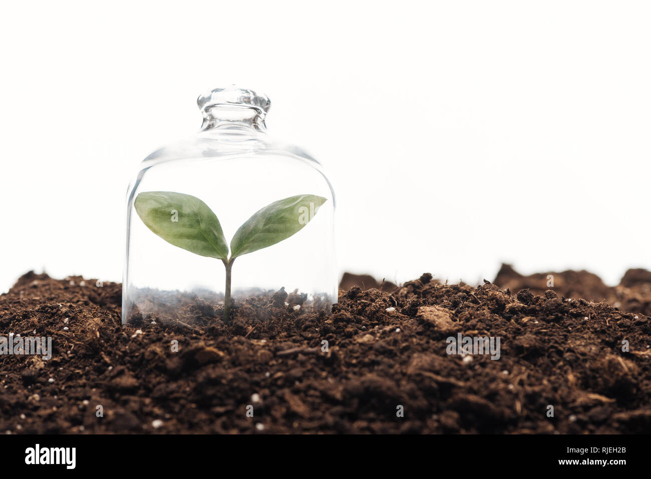 small green plant covered under bell jar isolated on white Stock Photo ...