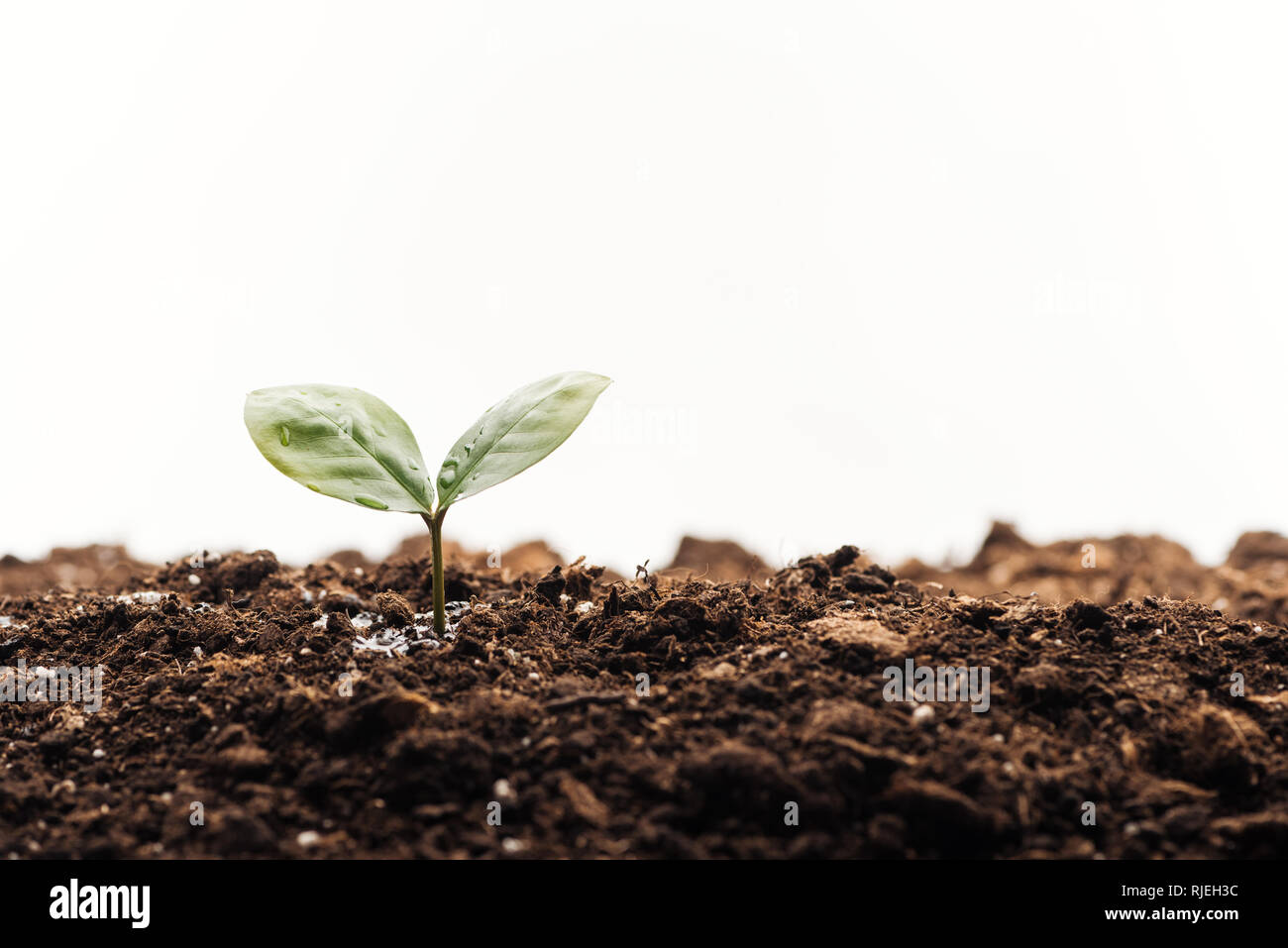 small green plant with leaves in ground isolated on white Stock Photo ...