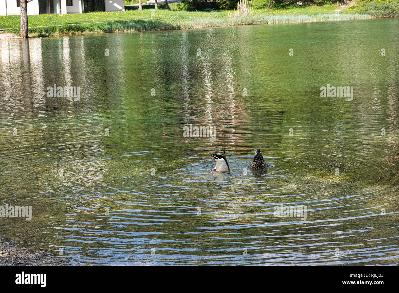 Two diving ducks hi-res stock photography and images - Alamy