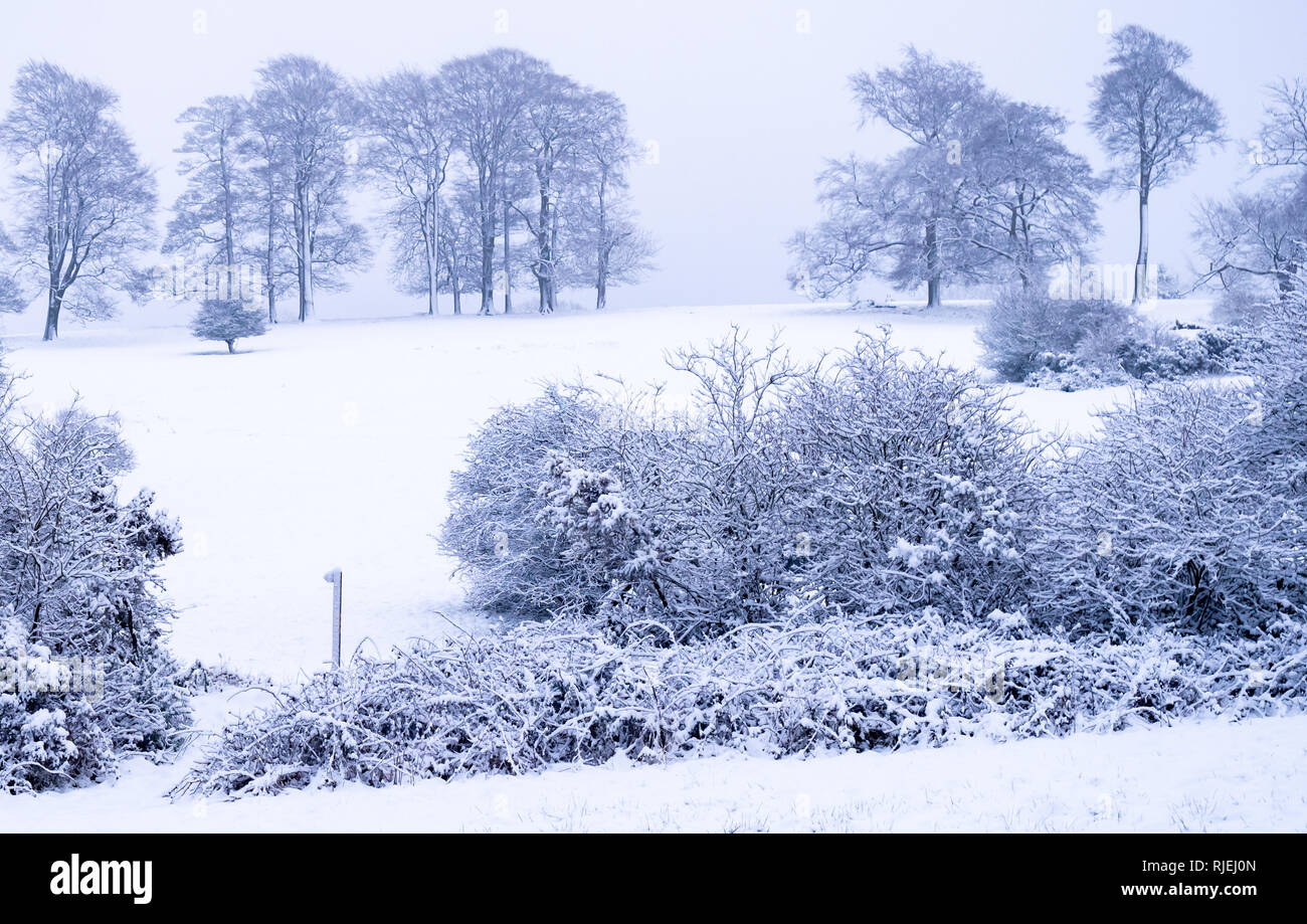 Treescape hi-res stock photography and images - Alamy