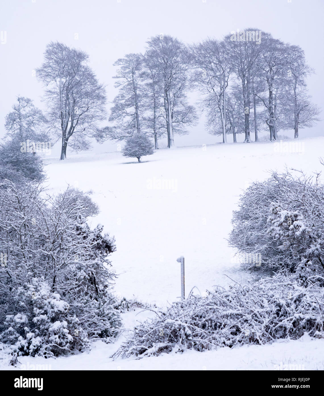 Trees covered on Snow following heavy snowfall in Jan 2019, Cheshire UK ...