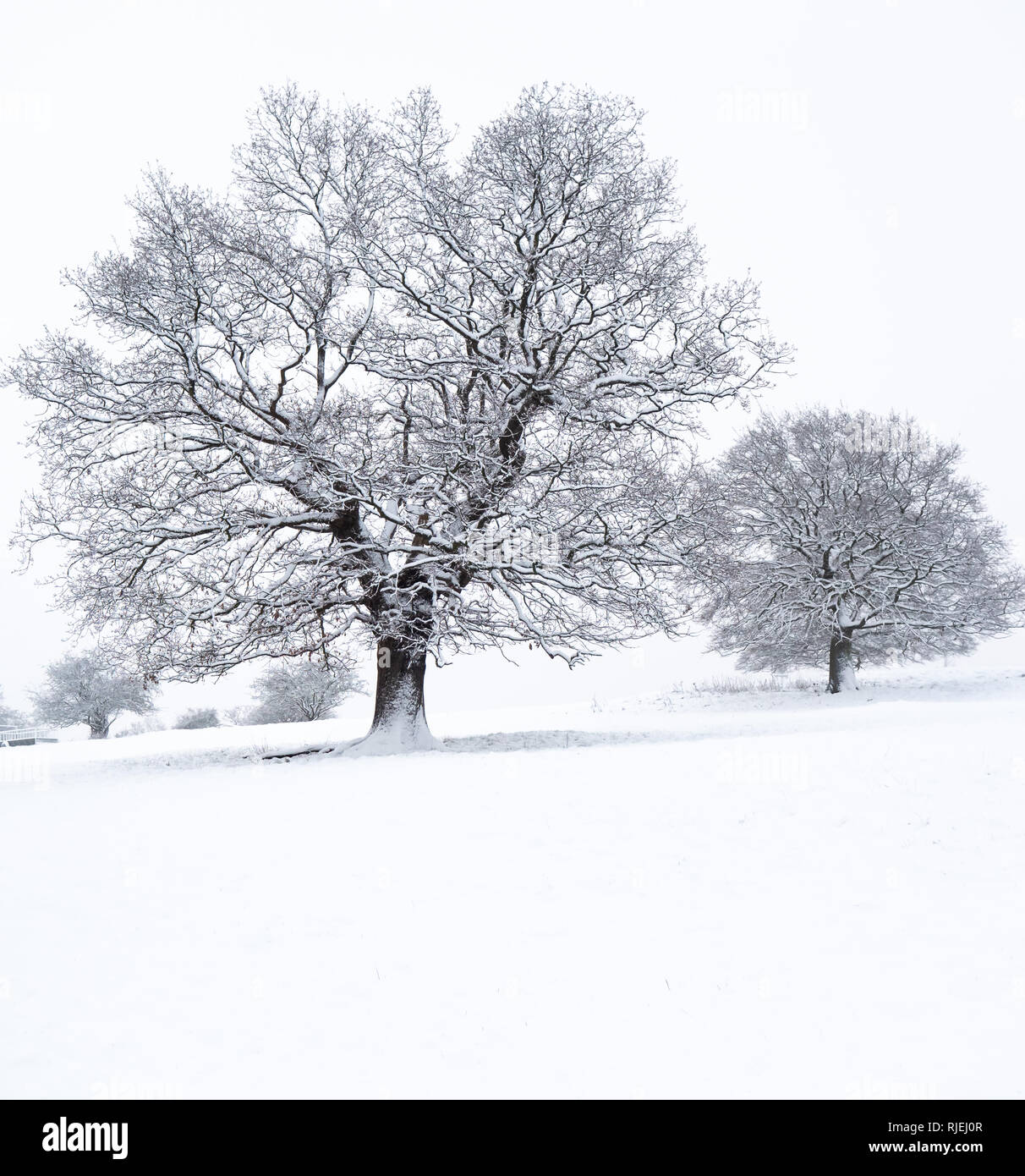 Trees covered on Snow following heavy snowfall in Jan 2019, Cheshire UK ...