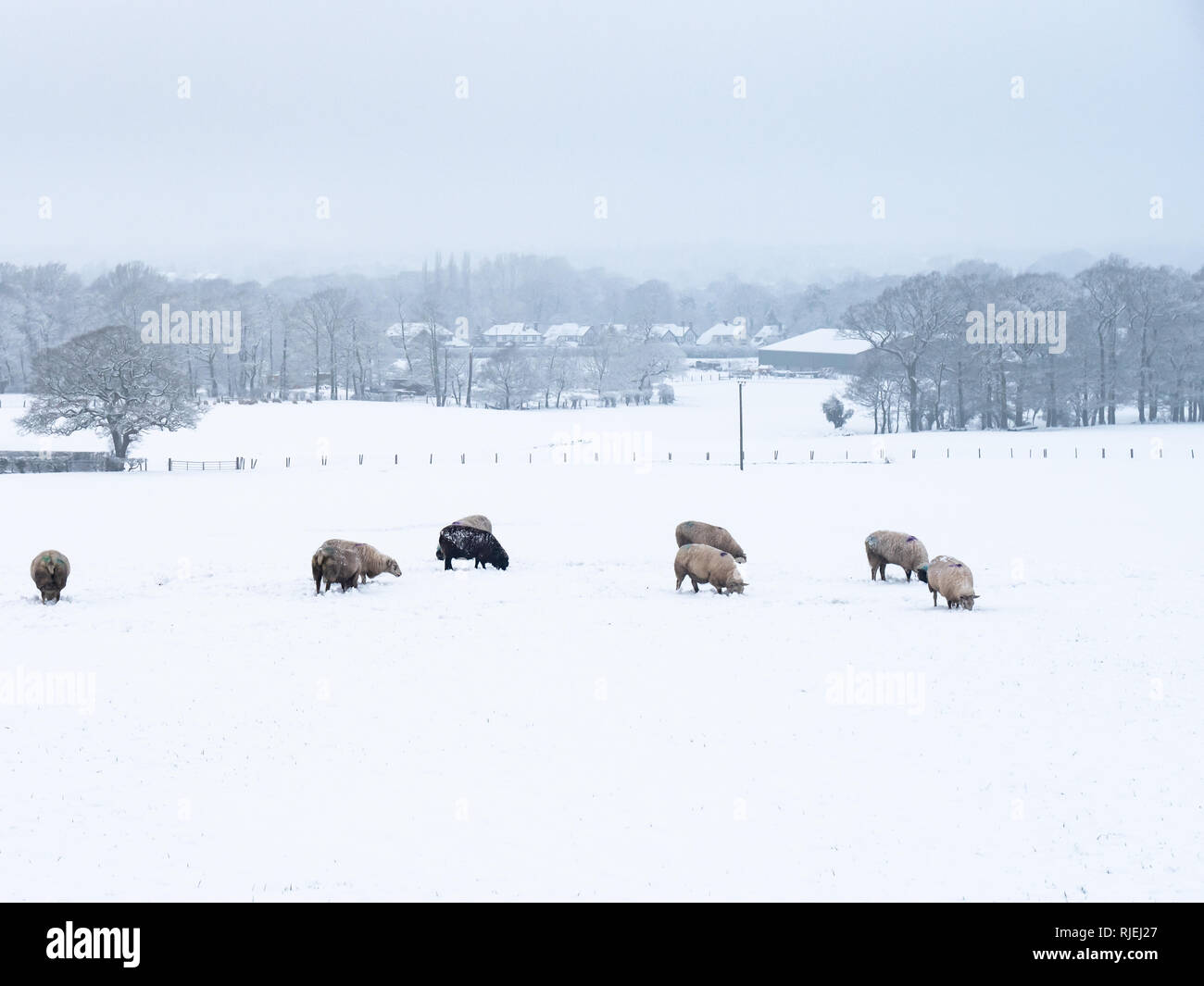 Uk landscape with cattle and sheep hi-res stock photography and images ...