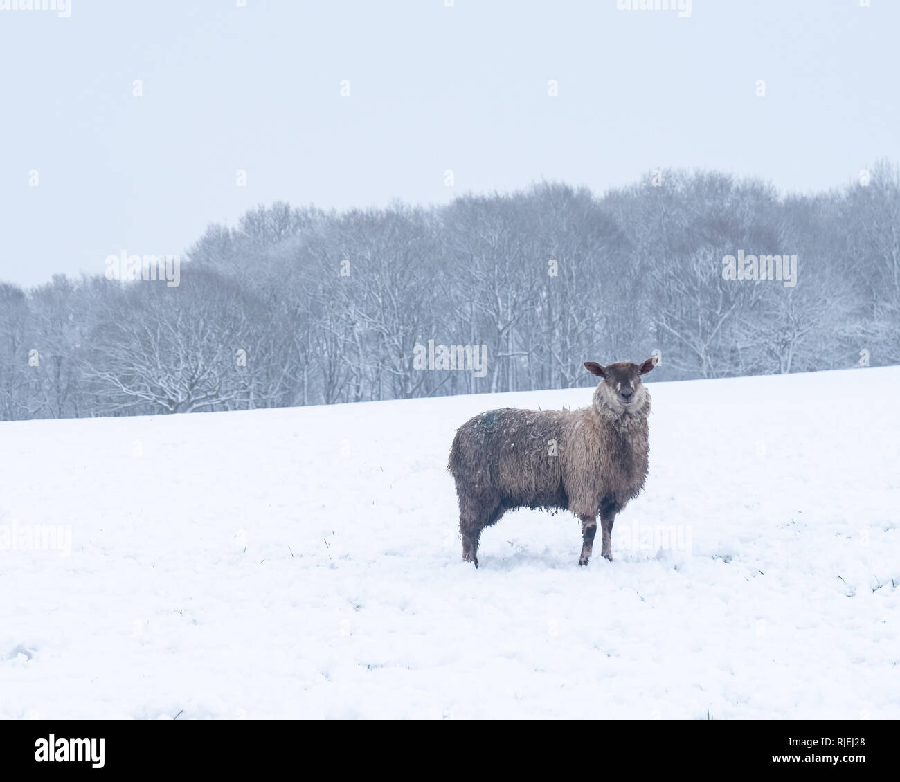Uk landscape with cattle and sheep hi-res stock photography and images ...