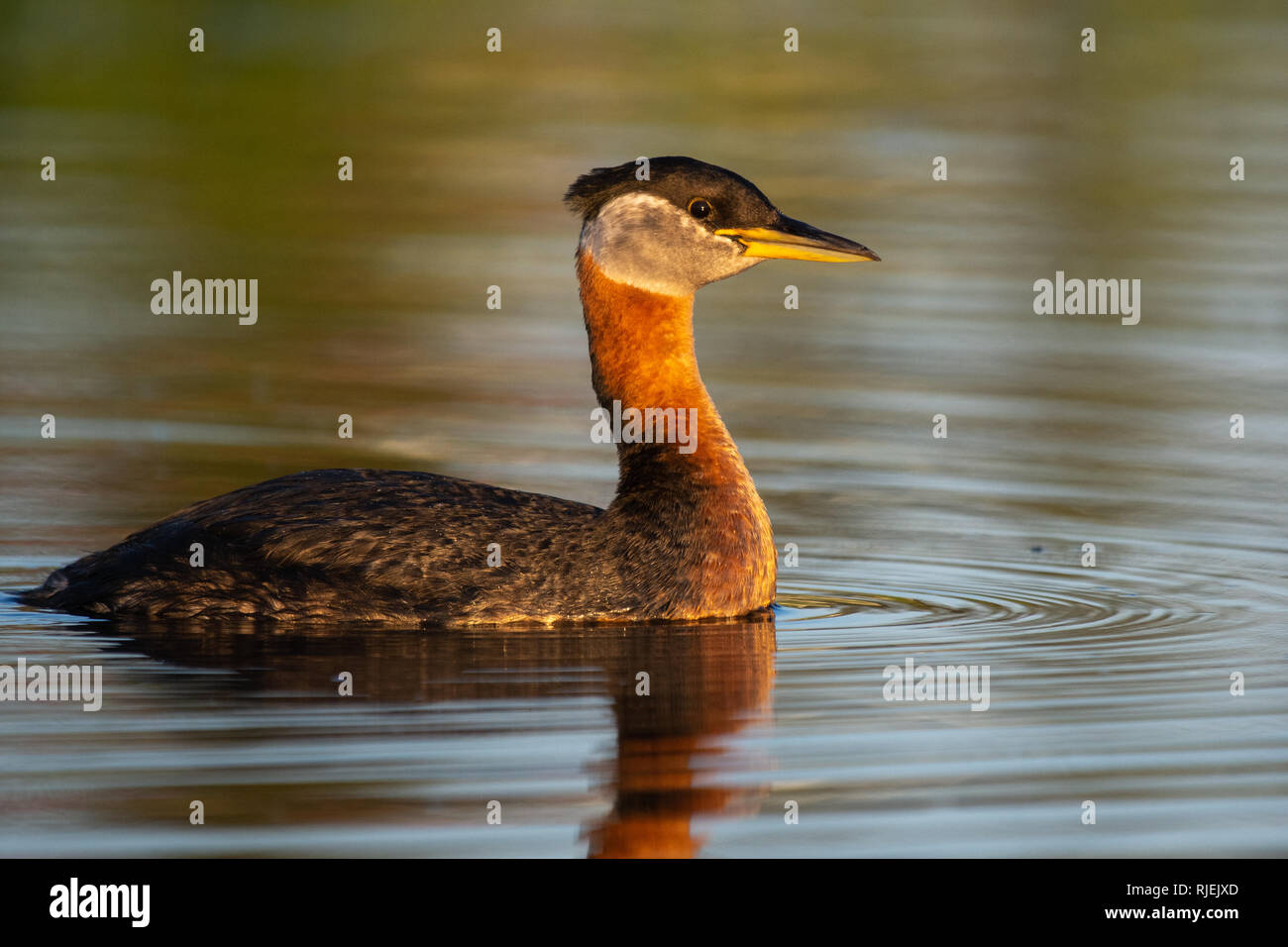 British Grebes High Resolution Stock Photography and Images - Alamy