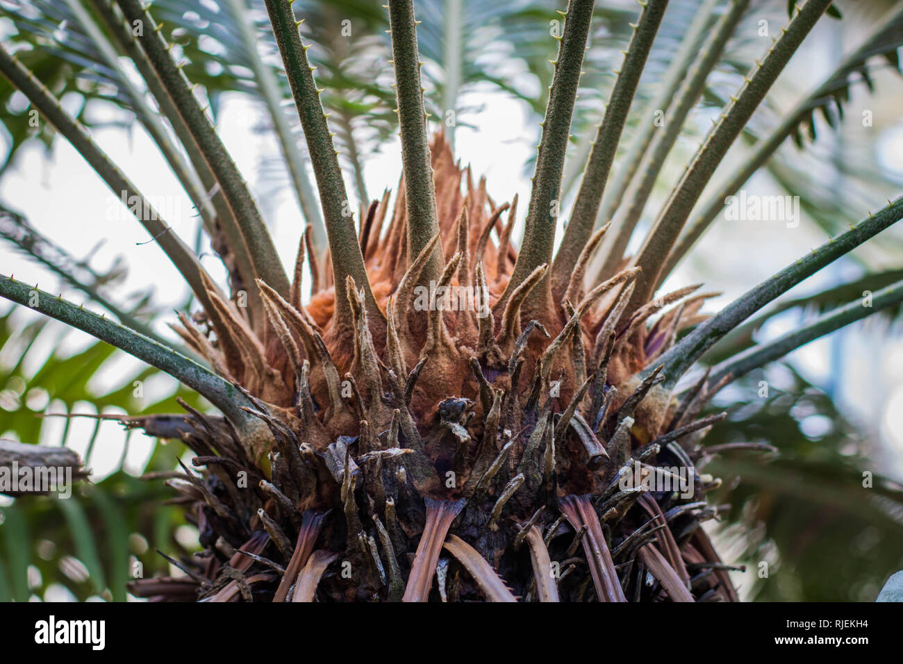 Green leaves and center of female plant called sago palm - latin name ...