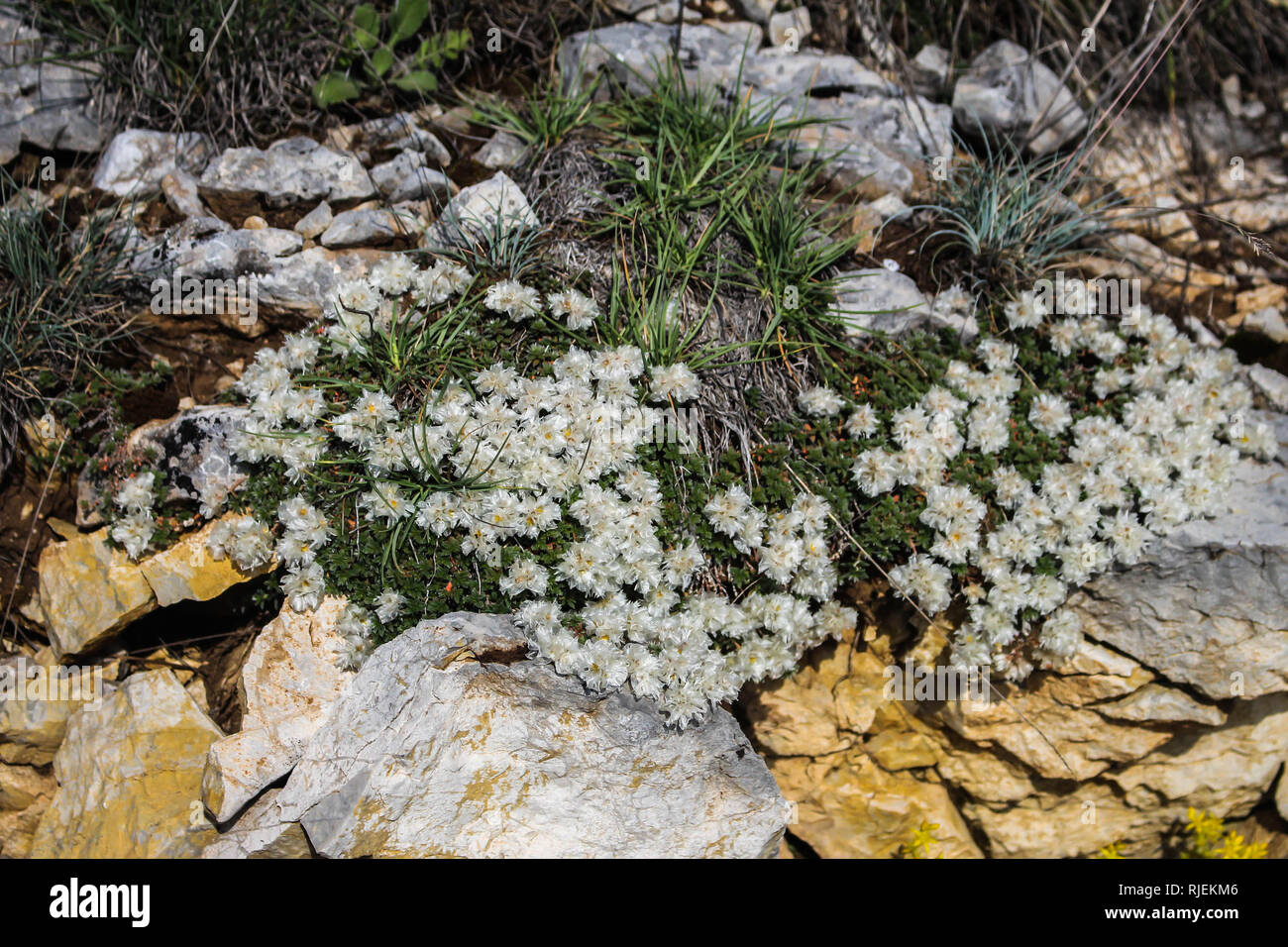 White flowers and bracts of Paronychia wild plant on the Galicica ...