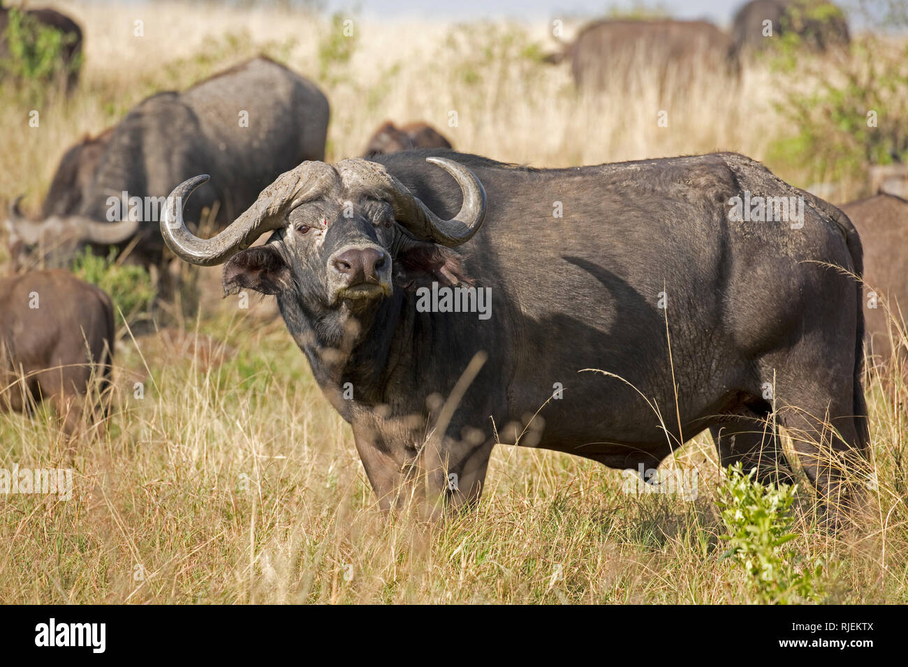 One african buffalo syncerus hi-res stock photography and images - Alamy
