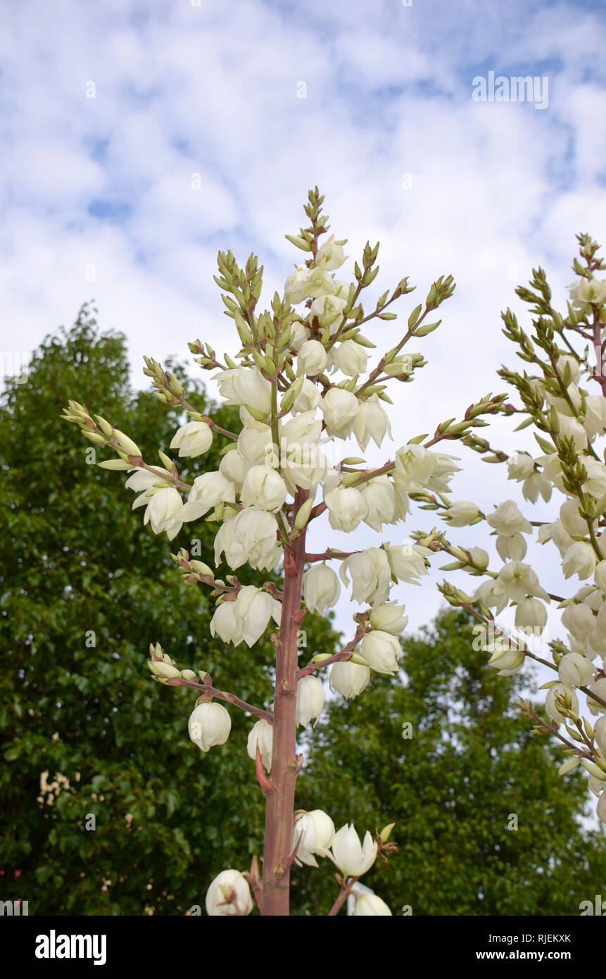 Tall shrubs hi-res stock photography and images - Alamy