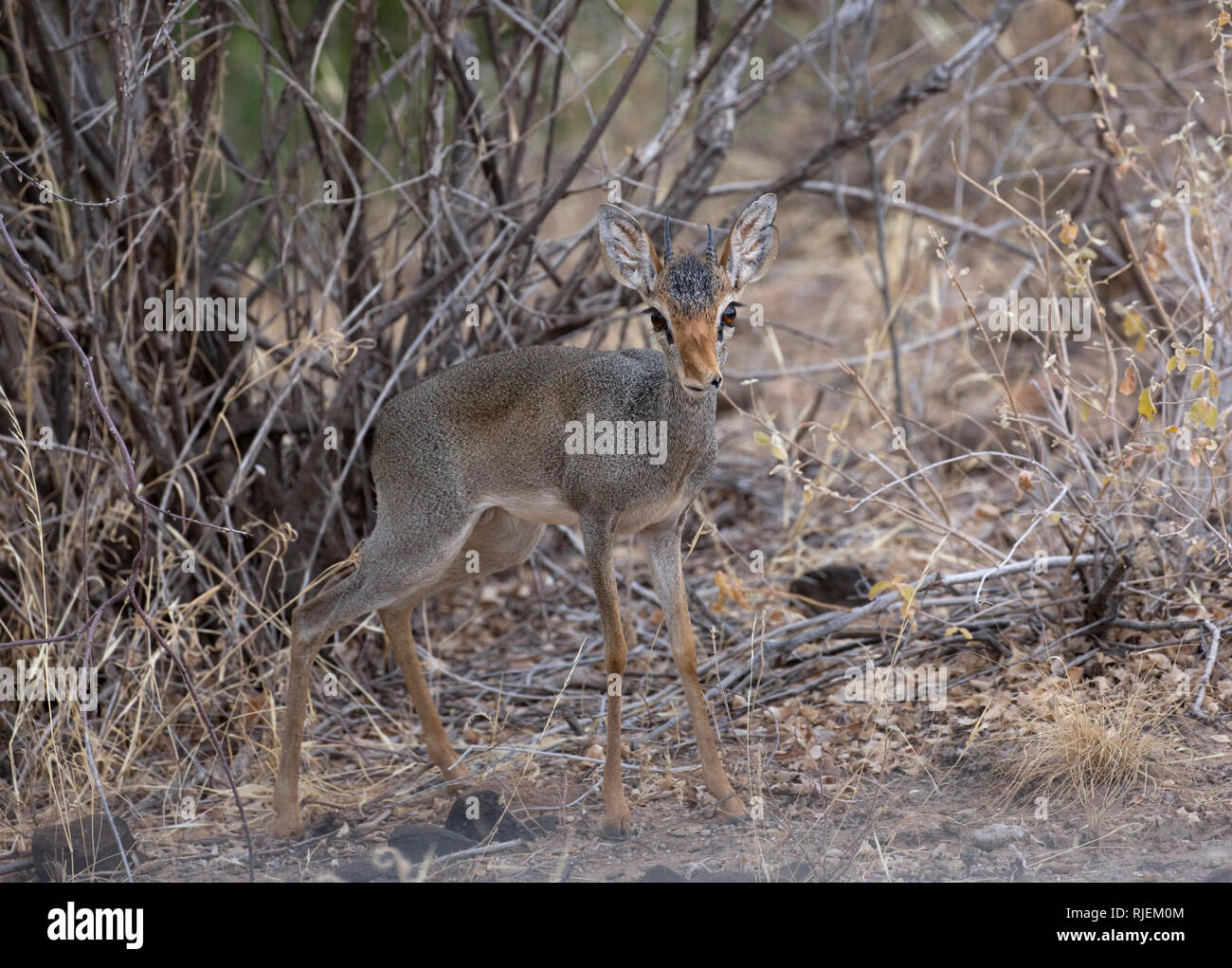 Shaba national rserve hi-res stock photography and images - Alamy