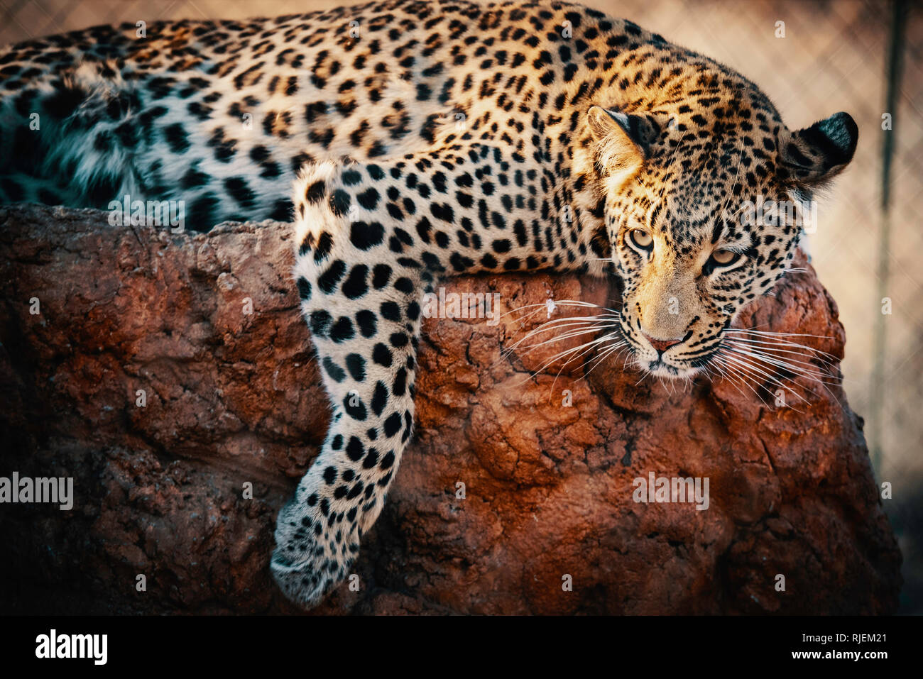 Leopard in a large enclosure hi-res stock photography and images - Alamy