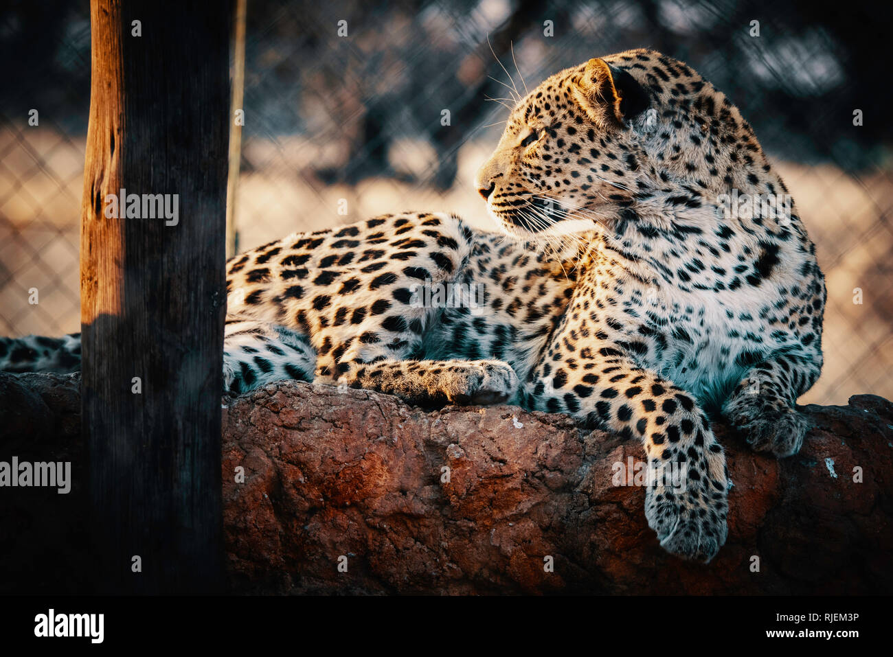 Portrait of a leopard in a large outdoor enclosure at sunset on a farm ...