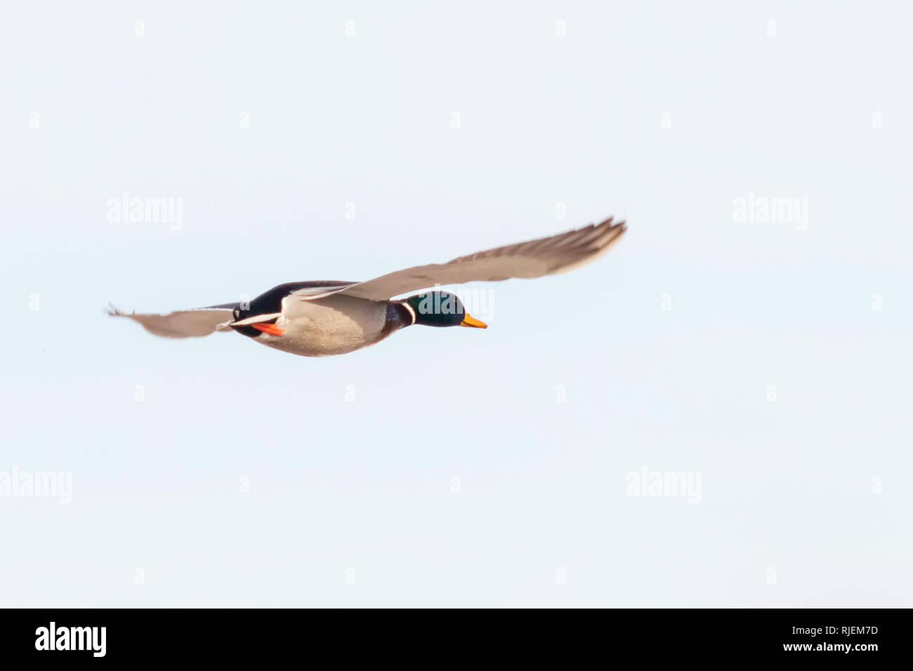 Migration route duck hi-res stock photography and images - Alamy