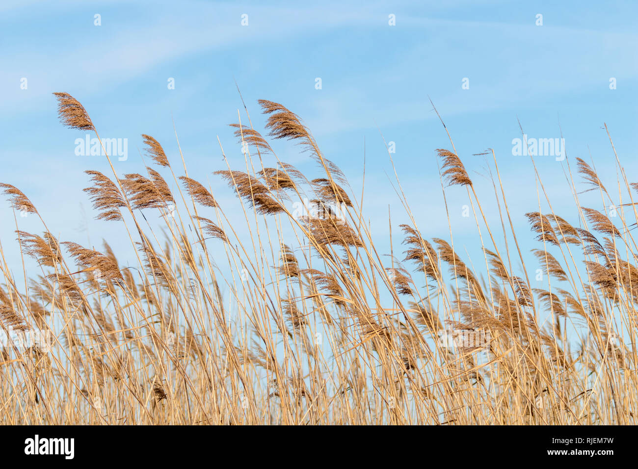 Beautiful dry common reeds hi-res stock photography and images - Alamy