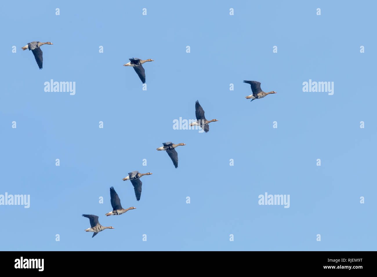 White geese in arctic summer hi-res stock photography and images - Alamy