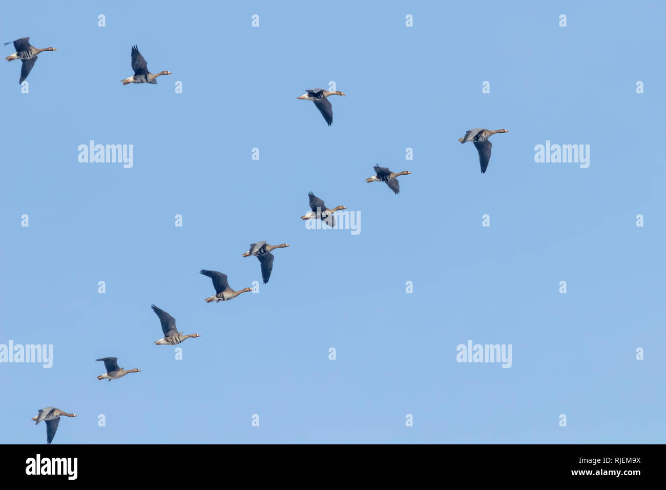Geese flying formation hi-res stock photography and images - Alamy