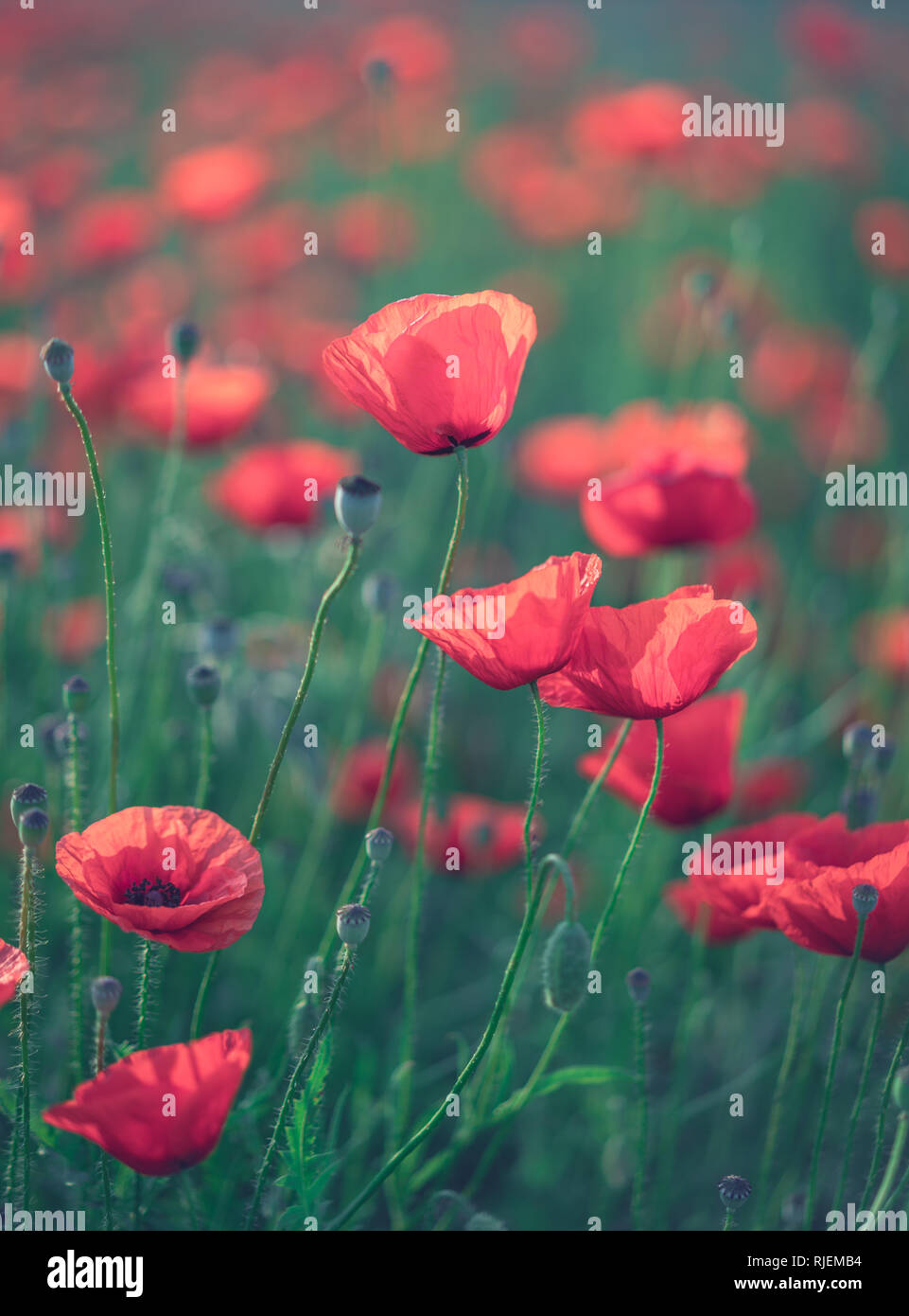 Poppies in summer field during hi-res stock photography and images - Alamy