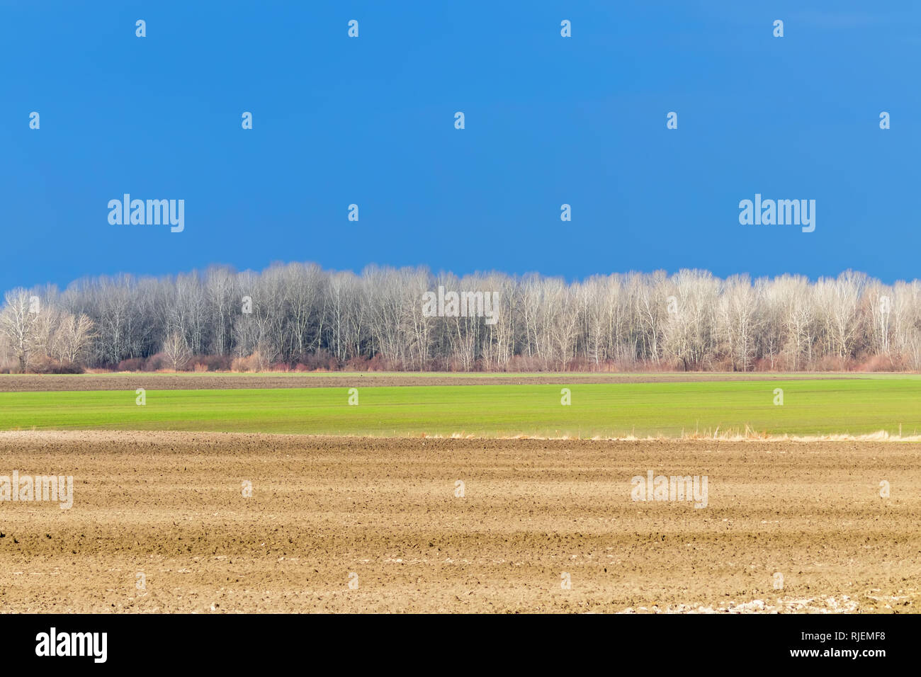 Early spring countryside landscape, Early spring wheat in a field Stock ...